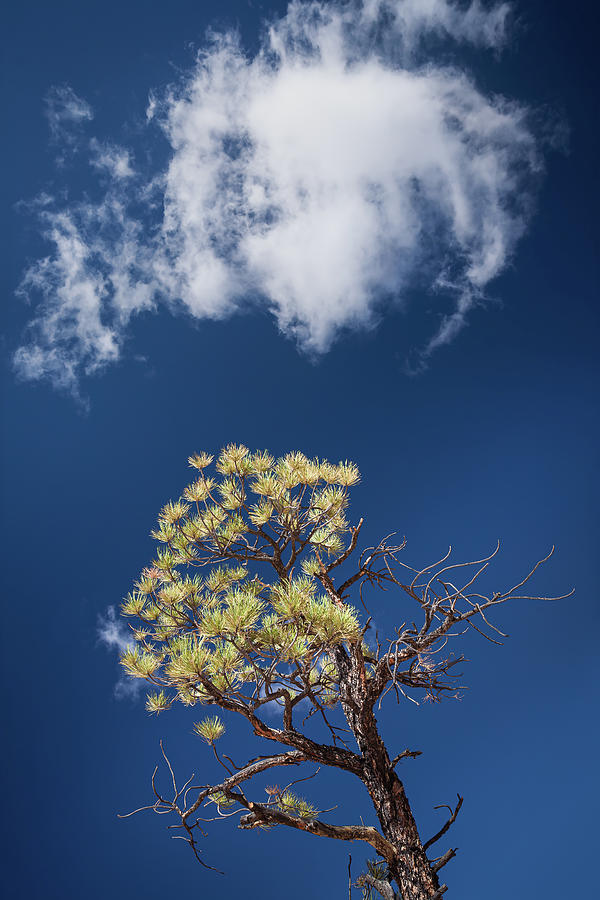 Pine Tree and Cloud Photograph by Peter O'Reilly - Fine Art America