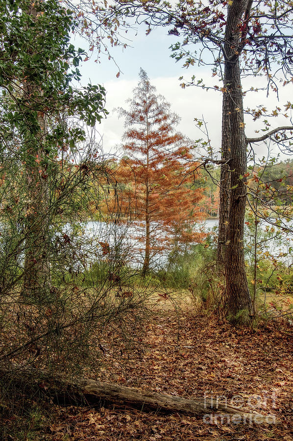 Pine Tree Rust Photograph by Robert Anastasi - Fine Art America