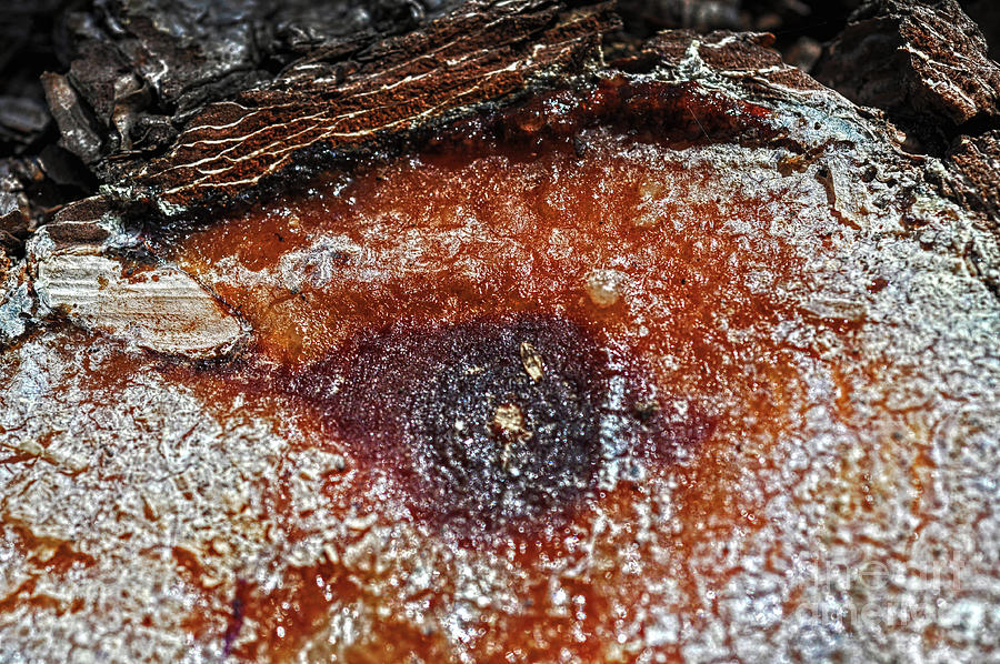 Pine Tree Sap Photograph by Elaine Manley - Fine Art America