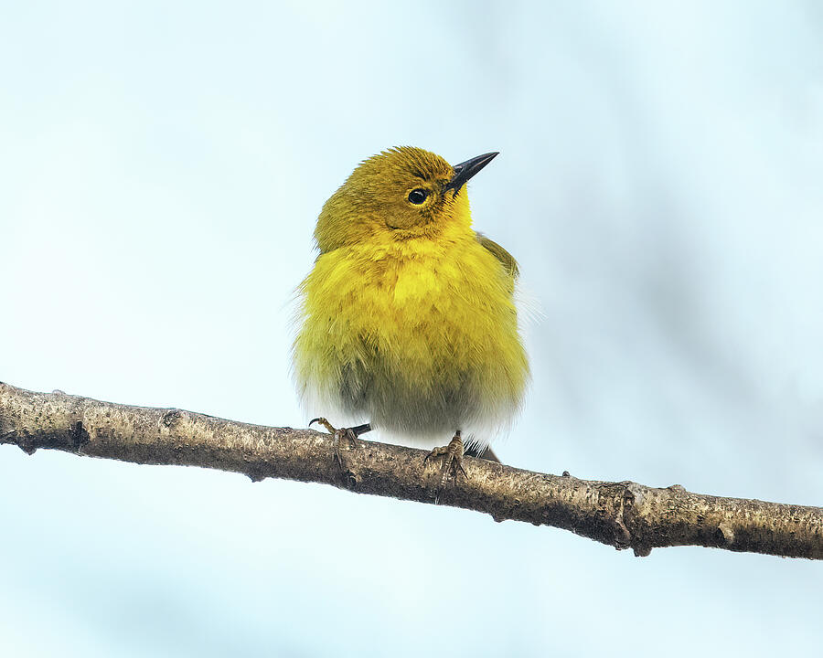 Pine Warbler Floof Photograph by Lara Ellis - Fine Art America
