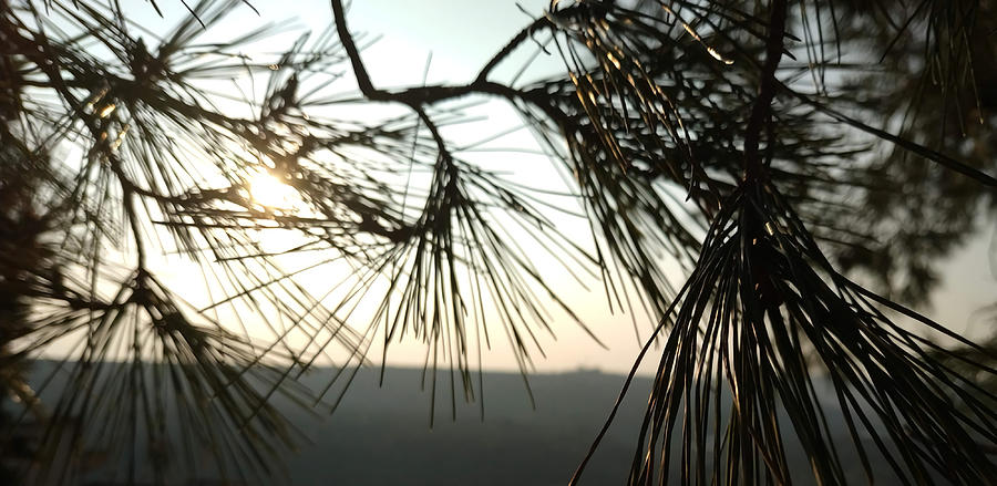 Pines of Samaria sunset over Samarian hills Painting by Wilkinson ...