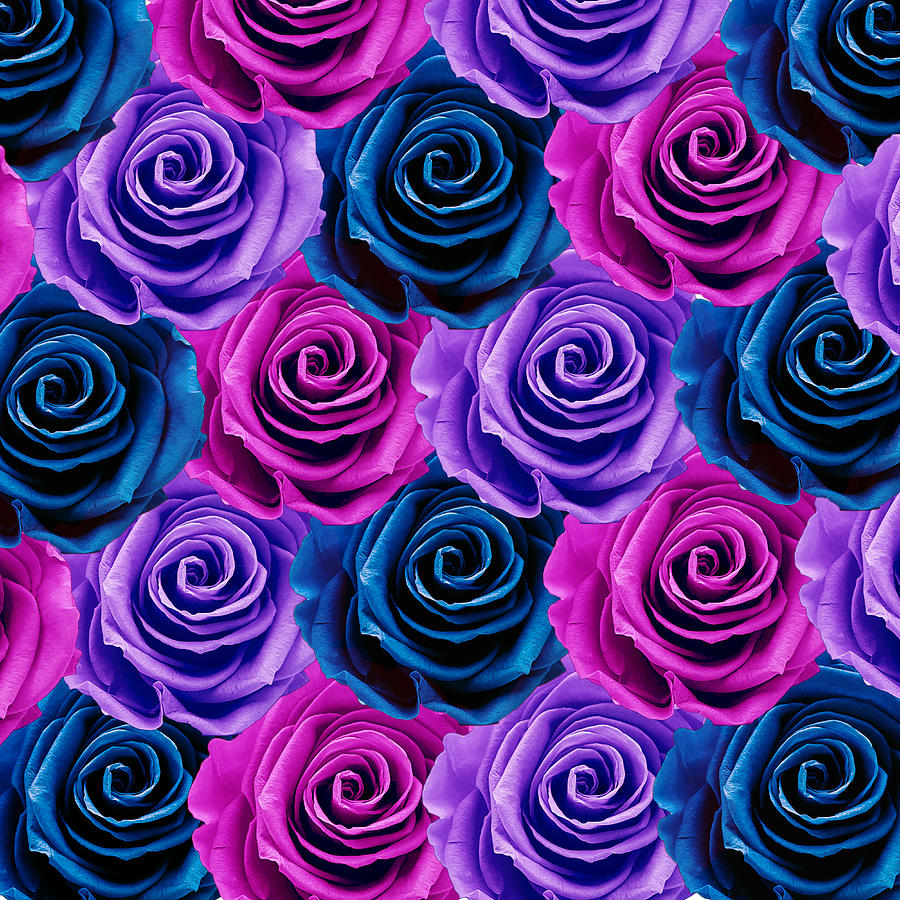 Pink And Blue Roses Digital Art by Simply Art - Fine Art America
