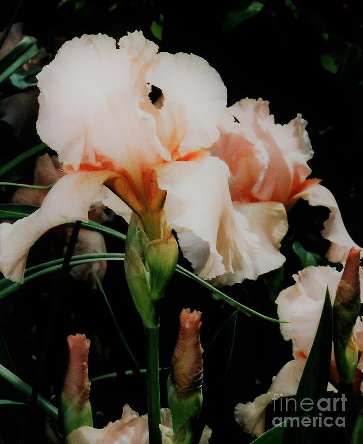 Pink Iris Photograph by Bart Eason | Fine Art America