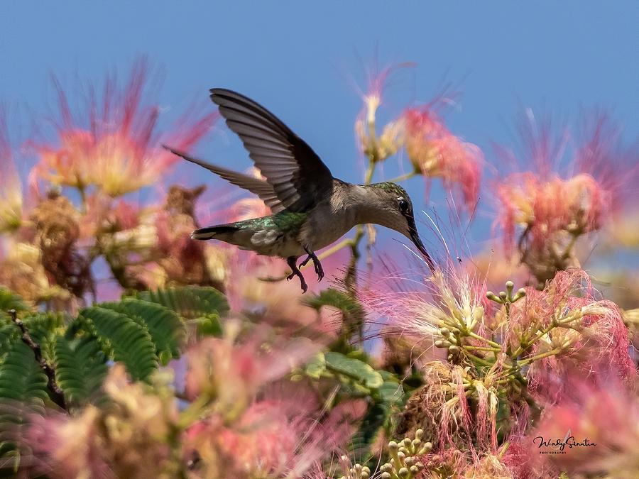 Pink Nectar Photograph by Wendy Sinatra - Pixels