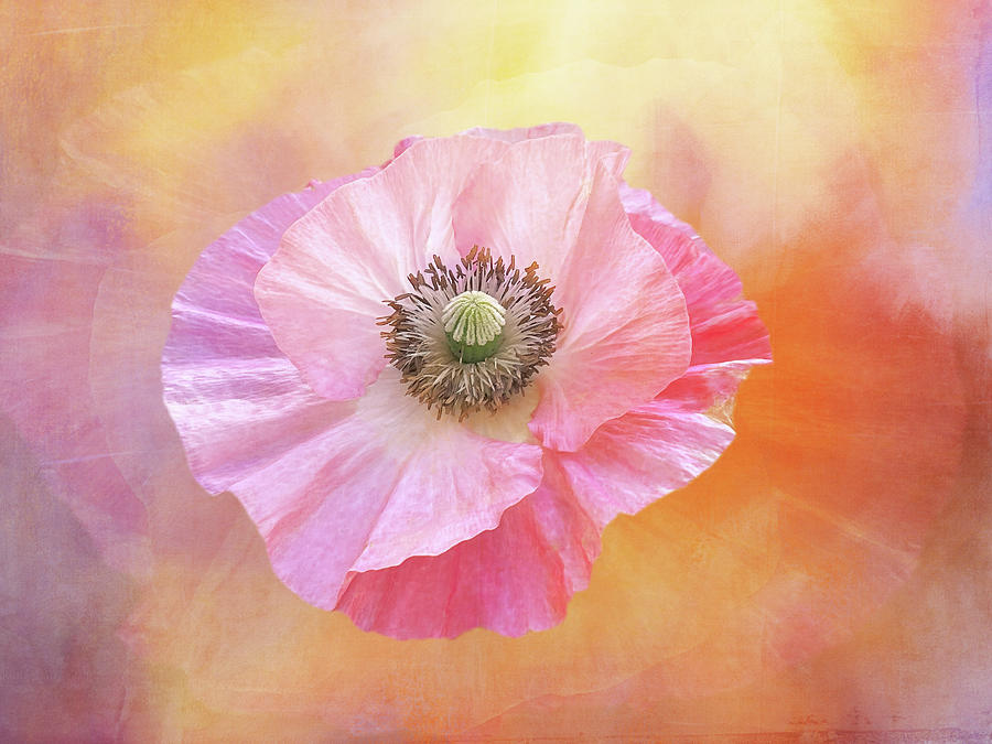 Pink Poppy on Texture Digital Art by Terry Davis - Fine Art America