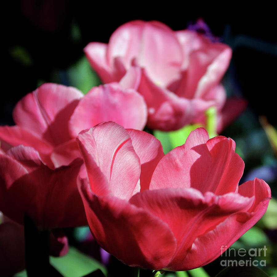 Pink Pyramid Photograph by Michael May - Pixels