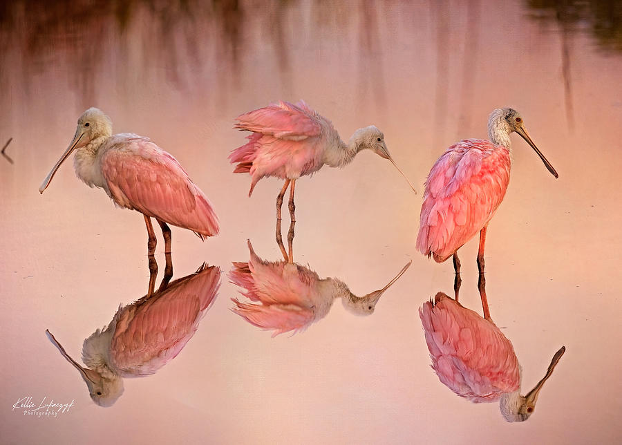 Pink reflections Photograph by Kellie Lukaczyk - Fine Art America