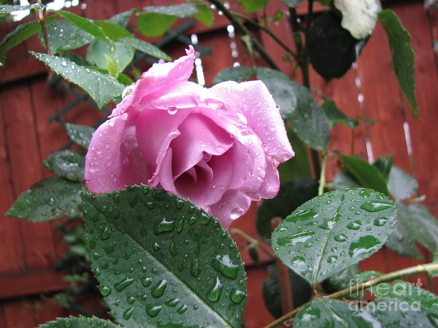 Pink Rose with Raindrops Photograph by Kathryn Jones - Fine Art America