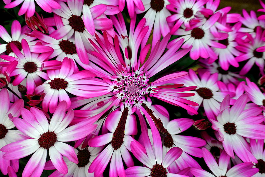 Pink Senetti Fusion Photograph by Lynne Iddon - Fine Art America