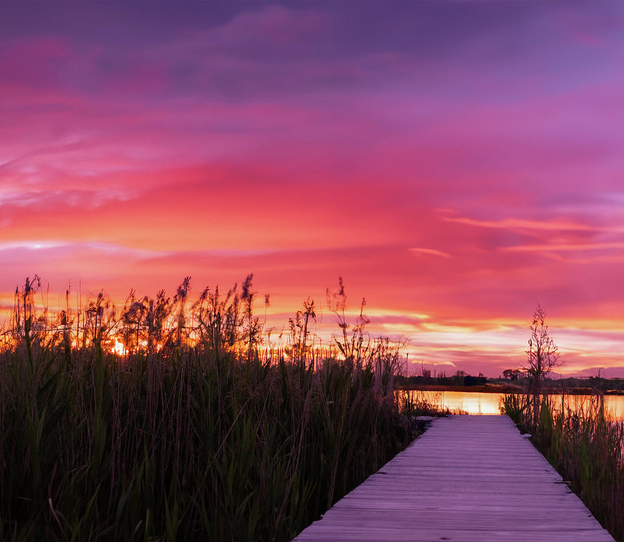 Pink Skies and Fireflies Photograph by Destiny Fisher - Fine Art America