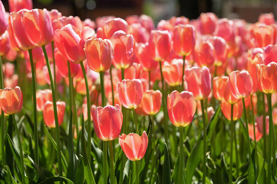 Pink Tulips Photograph by AJ Dahm - Fine Art America