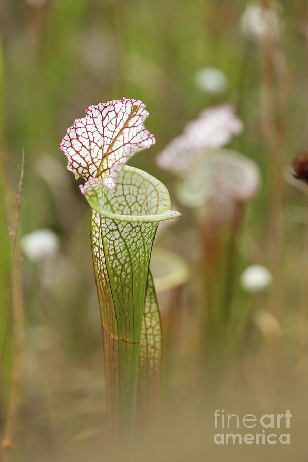 Pitcher Plant Art Photograph By Joan Mccool Pixels