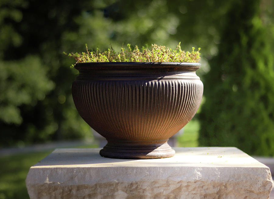 Planted Photograph by Destiny Fisher - Fine Art America