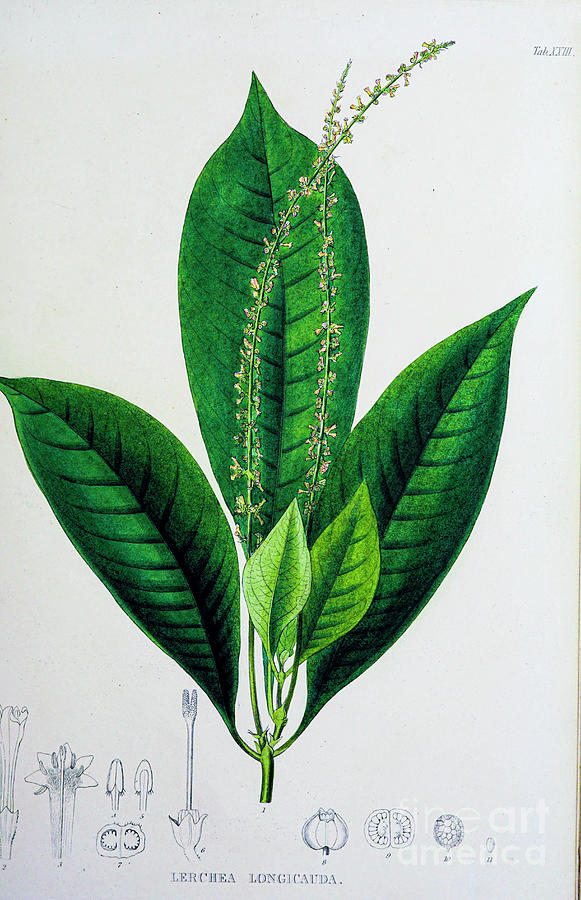 Plants of Java 1838 p3 Photograph by Botany - Fine Art America