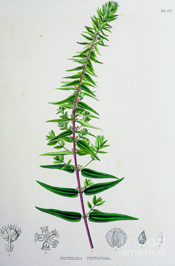 Plants of Java 1838 q1 Photograph by Botany