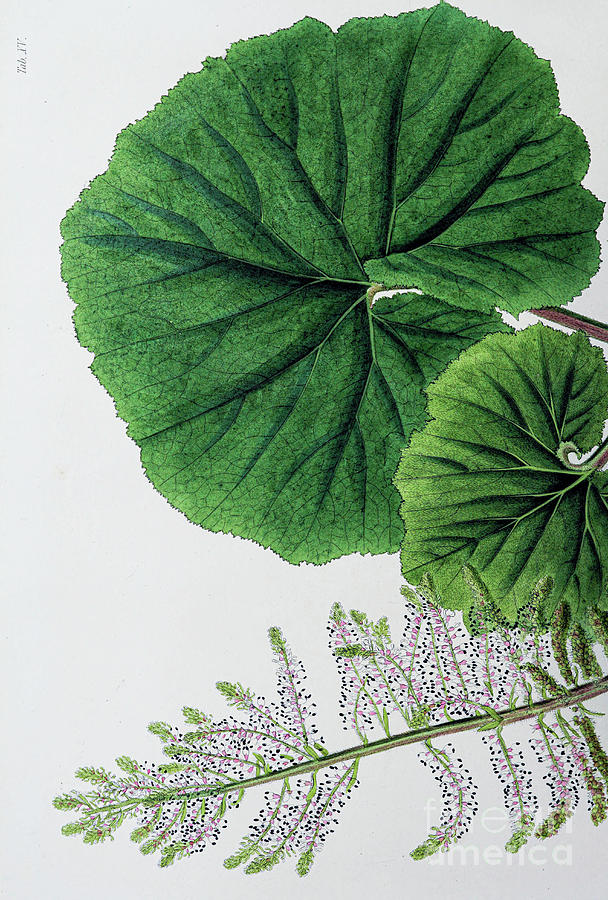 Plants of Java 1838 q2 Photograph by Botany - Pixels