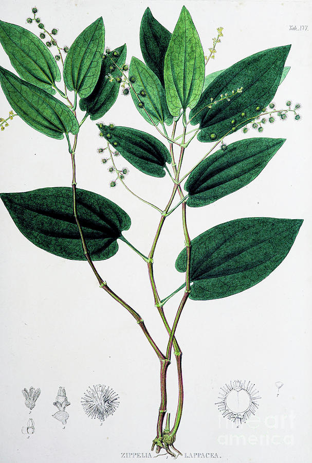 Plants of Java 1838 q9 Photograph by Botany - Fine Art America