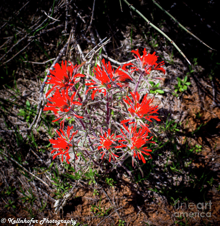 Plants on Fire Photograph by Ruby Kellnhofer - Fine Art America