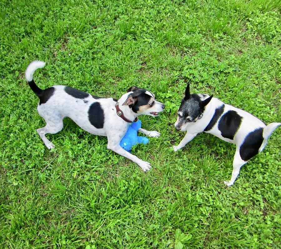 Playmates Photograph by Kari Jones - Fine Art America
