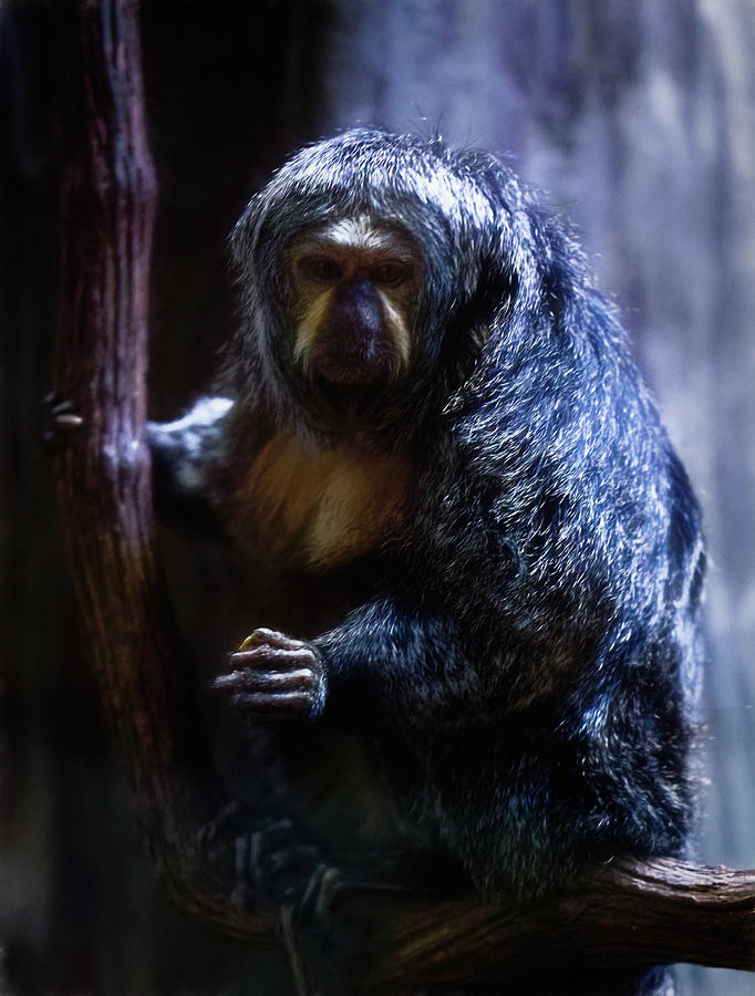Plotting Monkey Photograph by William Duncan - Fine Art America