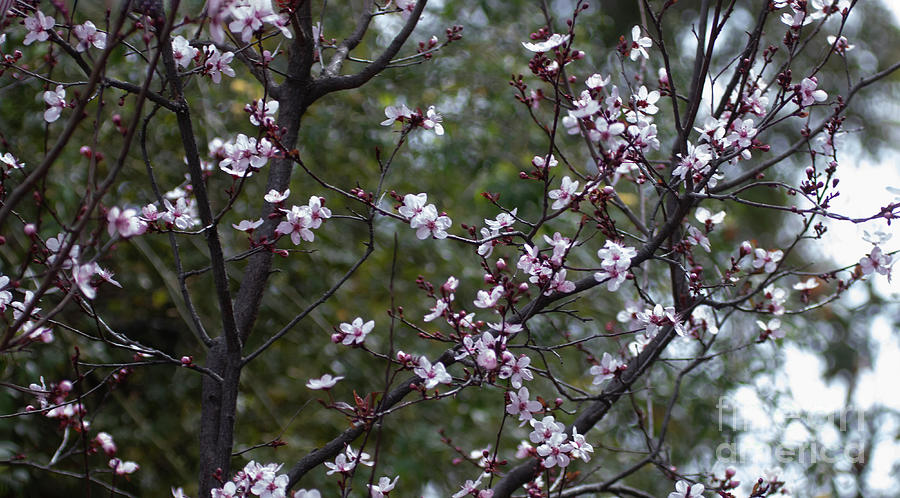 Plum tree in bloom Photograph by Ruth Jolly - Fine Art America