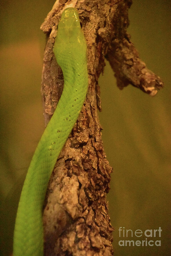 Poisonous Green Mamba Snake Slithering Up a Tree Photograph by DejaVu ...