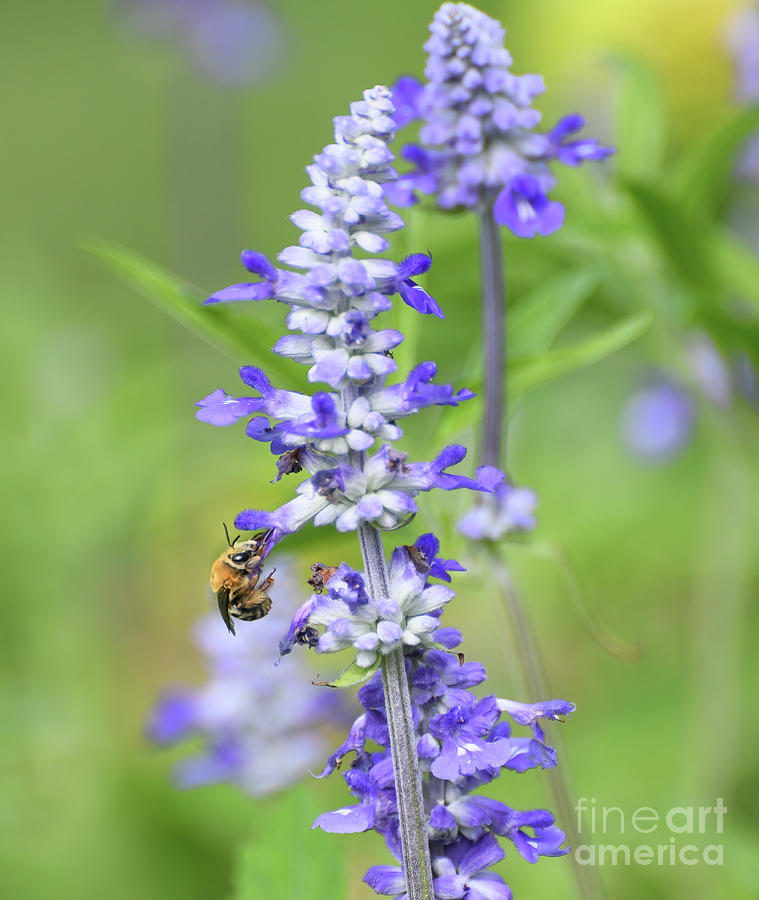 Pollinator in Paradise Photograph by Kerri Farley - Fine Art America