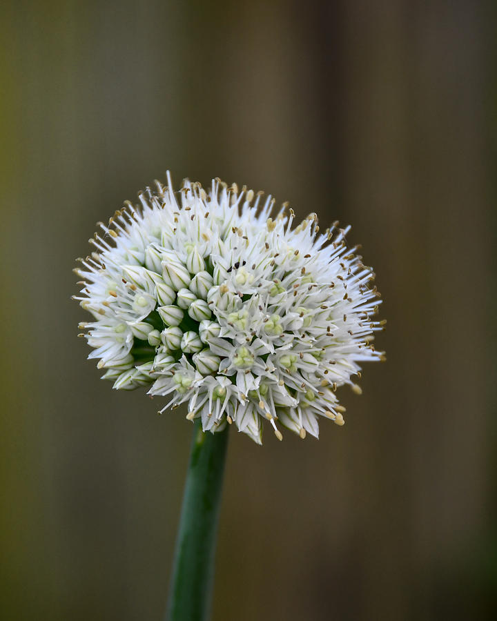 Poof Ball Photograph by Trisha J Acord - Fine Art America