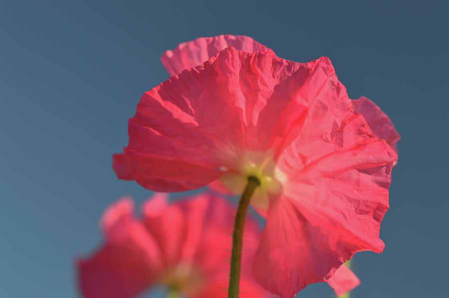 Poppies in Pink Photograph by Dianne Cowen Cape Cod and Ocean ...