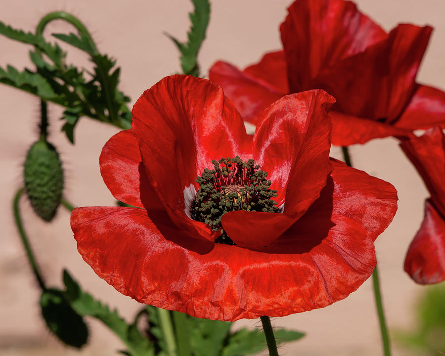 Poppies in Red 5-9 Photograph by Bruce Frye - Pixels