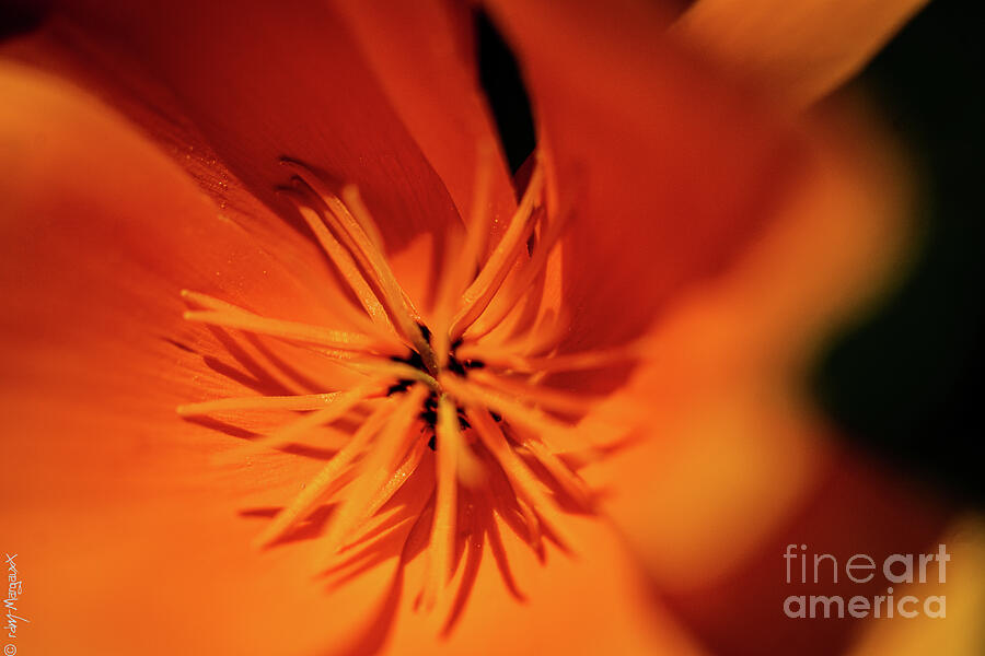 Poppy Deep In Thought Photograph By Margaux Dreamaginations Fine Art