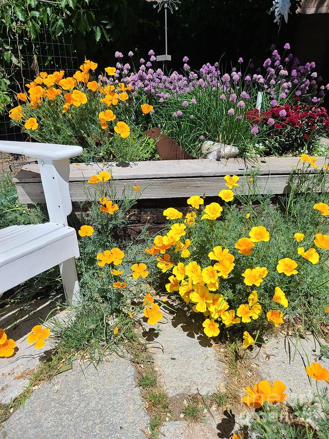 Poppy of color Photograph by Shane McCartin - Fine Art America