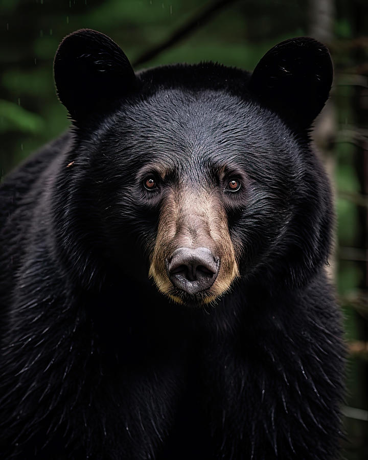 Guardians of the Forest - Black Bears in Harmony Photograph by David ...