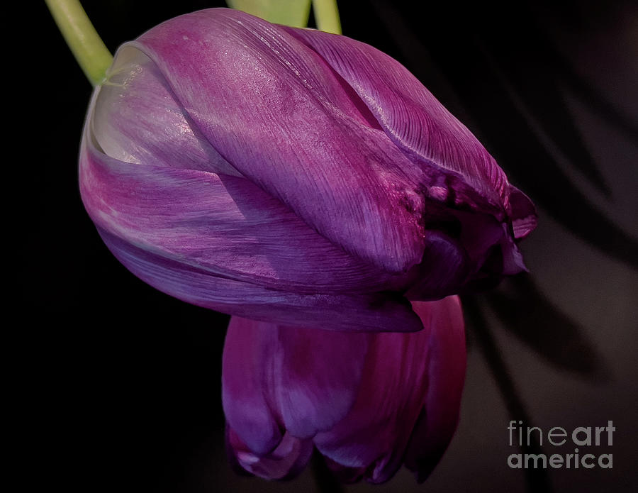 Portrait of a tulip 2 Photograph by Katherine Hodgins - Fine Art America