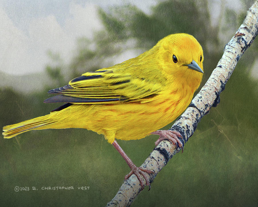 Portrait Of A Yellow Warbler Photograph by R christopher Vest - Fine ...