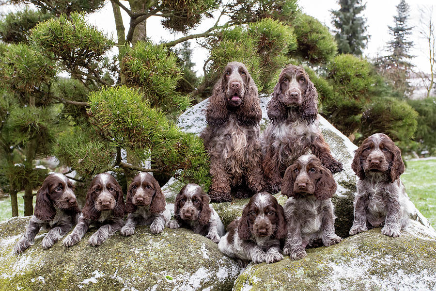 portrait of champions of English Cocker Spaniel family Photograph by ...