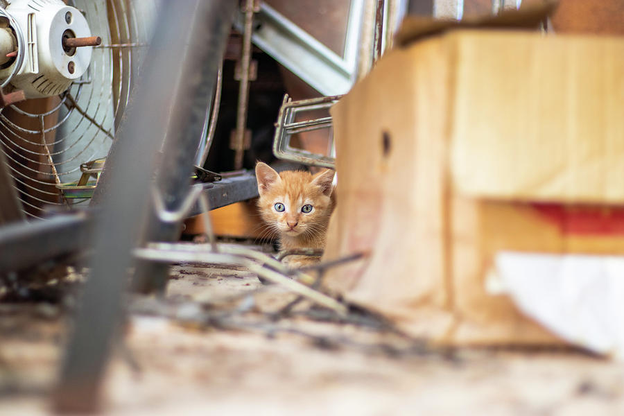Portrait Of Cute Ginger Kitten Photograph By Bar Vardi Fine Art America