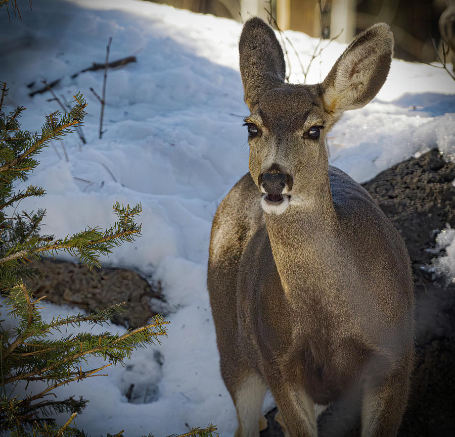 Portrait of Deer Facing Camera Photograph by Jim Wilce - Fine Art America