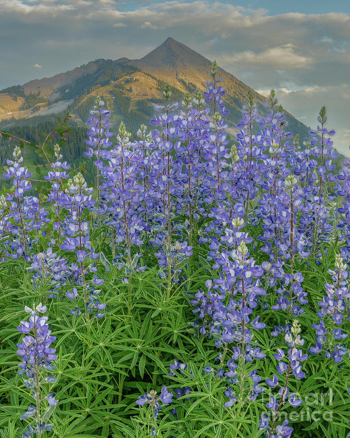 Portrait of Lavendar Lupines standing before a Mountain at Dusk ...
