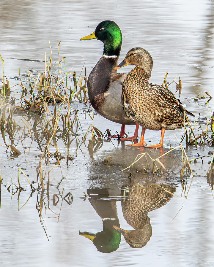 Portrait of Mr. and Mrs. Mallard l Photograph by Roger Swieringa - Pixels