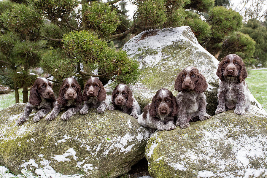 portrait of small puppies of English Cocker Spaniel Photograph by ...