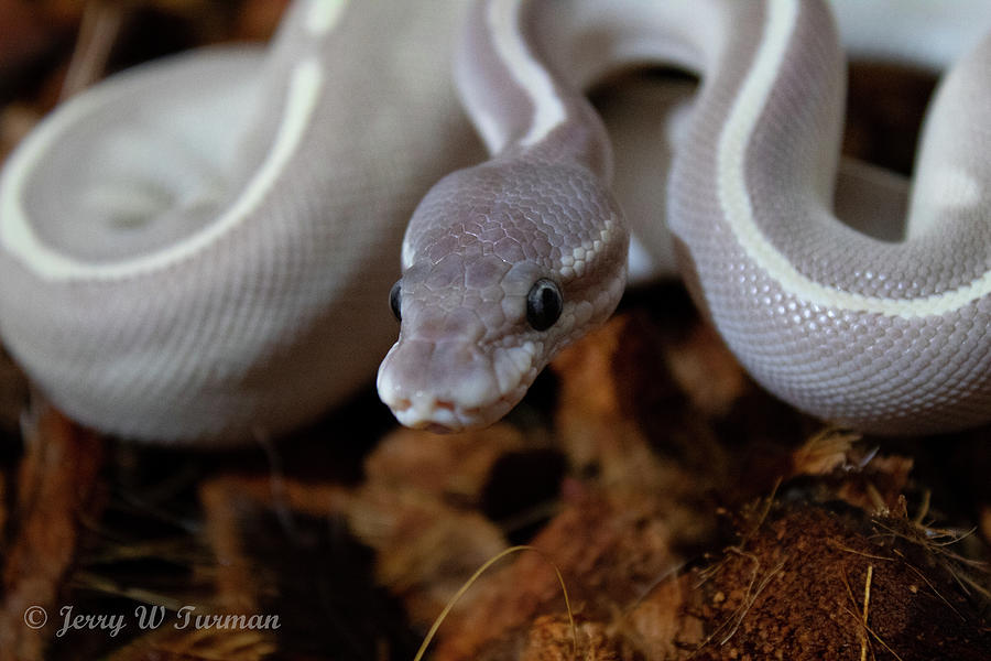 Potion Ball Python Photograph by Jerry Turman - Fine Art America