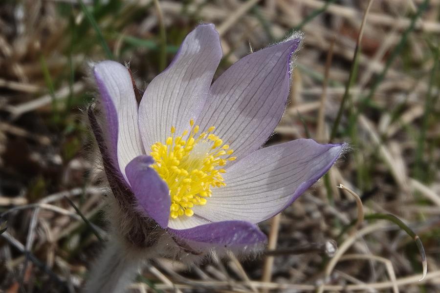 Prairie Crocus Photograph by Jeffrey Hall - Fine Art America