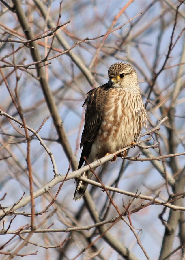 Prairie Merlin Photograph by Larry Kniskern - Pixels