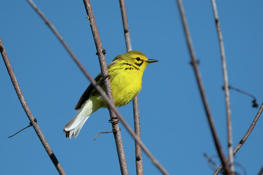 Prairie Warbler Photograph by Candice Lowther - Fine Art America