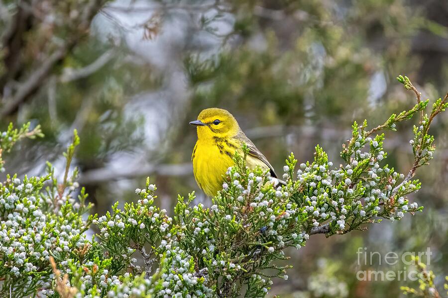 Prairie Warbler Jewel Photograph by Jennifer Jenson - Fine Art America