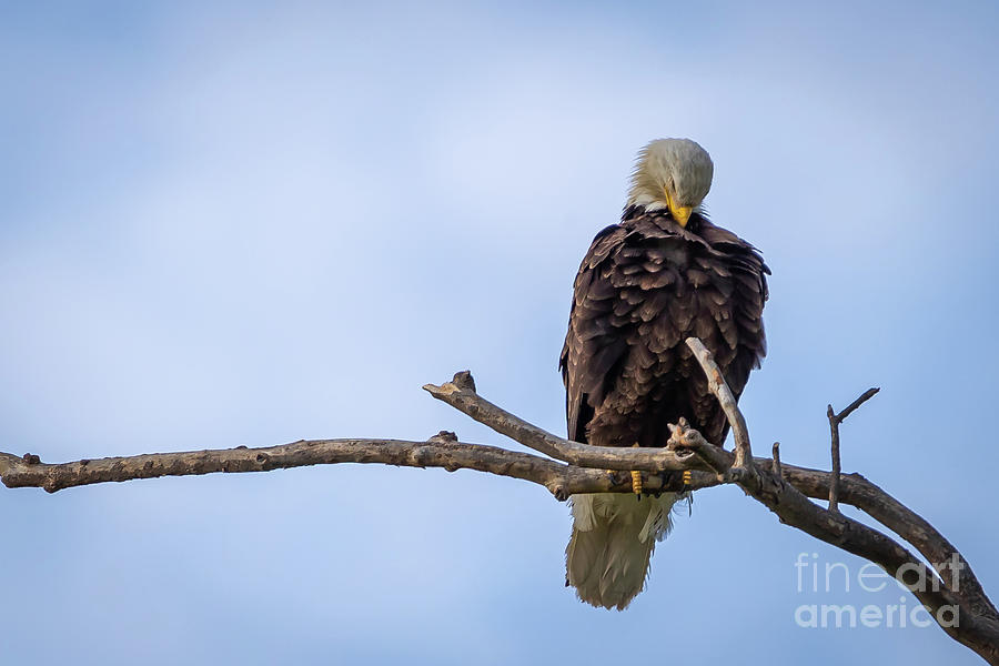 Praying Eagle Photograph by Clicking With Nature - Fine Art America