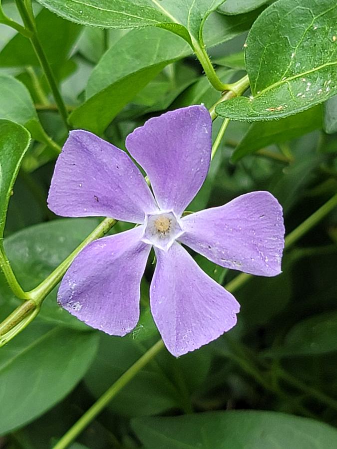 Precious purple perrywinkle Photograph by Mary Lu Blackwood - Fine Art ...