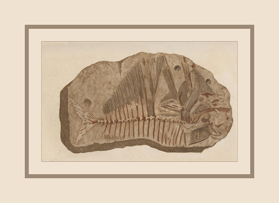 Prehistoric FOSSIL FISH Antique Print Drawing by Mark White | Pixels