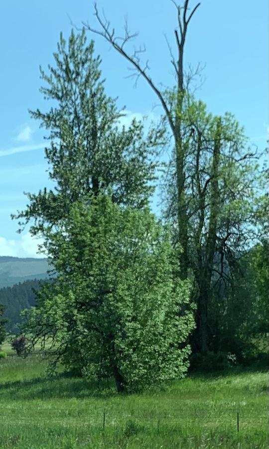 Pretty Greenery in the Northwest Photograph by Pamela Booth